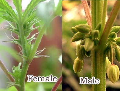 How to Grow Huge Marijuana Buds - Cannabis in Australia